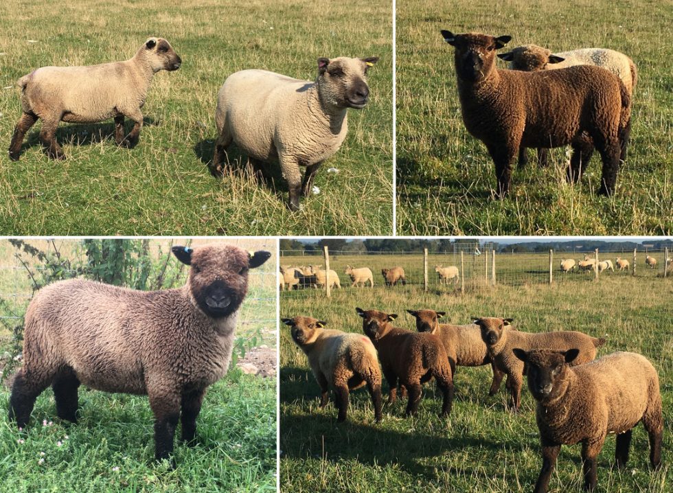 Coloured Down Sheep - Cymdeithas Defaid Iseldir lliw – Coloured Down ...