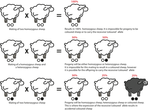 Genetics | Cymdeithas Defaid Iseldir lliw – Coloured Down Sheep Association