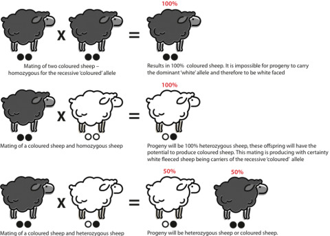 Genetics | Cymdeithas Defaid Iseldir lliw – Coloured Down Sheep Association